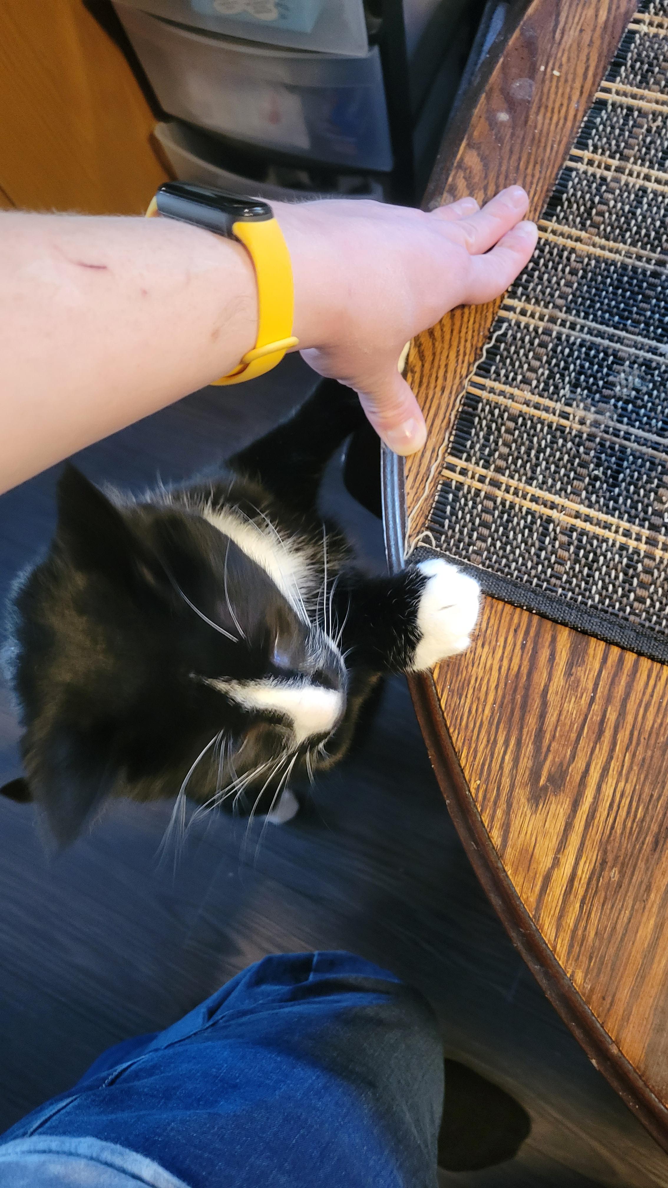 Mr. Socks casually watching us prepare supper | Scrolller
