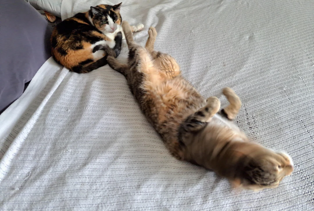 Blurry picture of cats | Scrolller