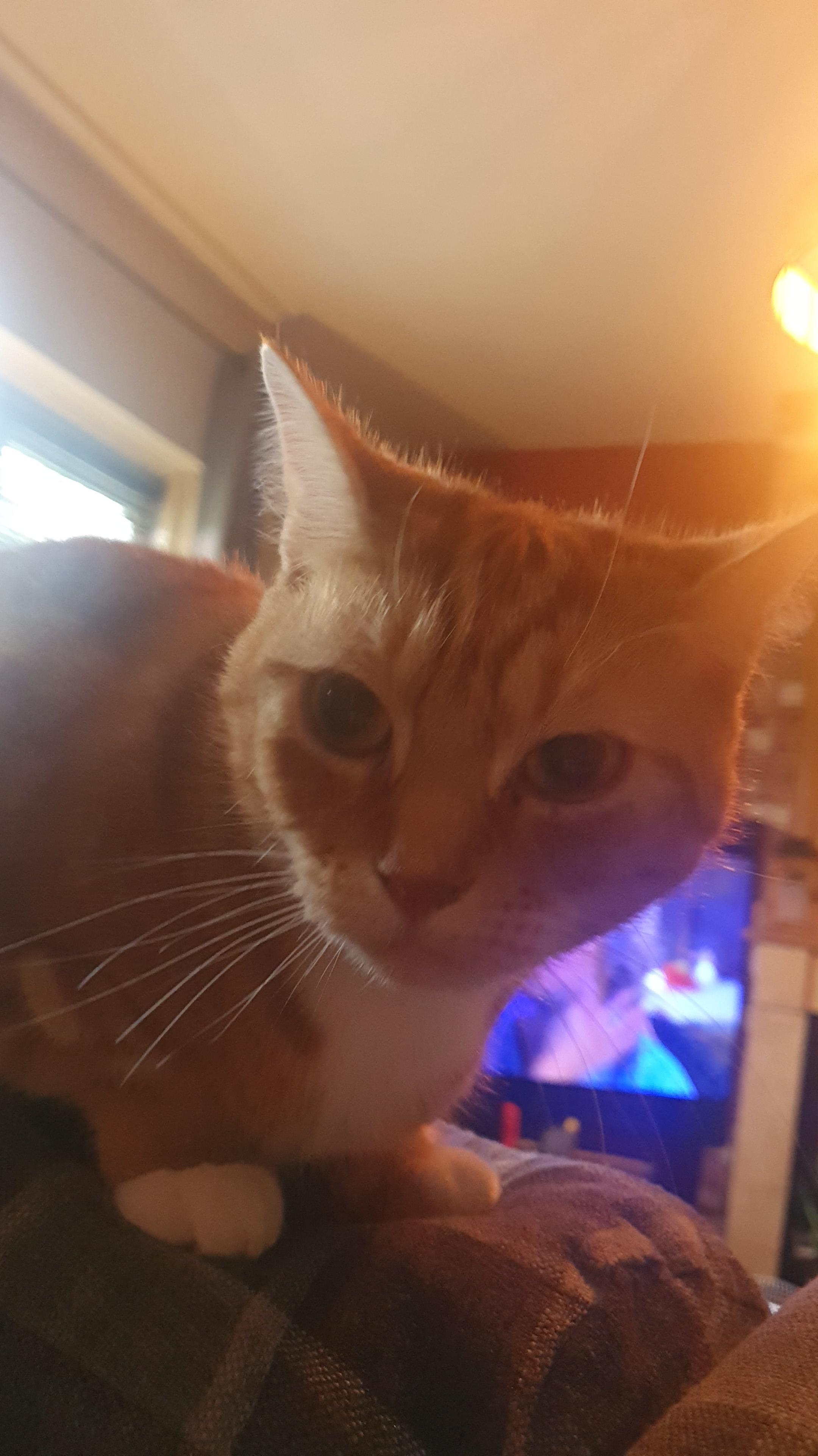 meet Ginger, shes ginger :3 | Scrolller