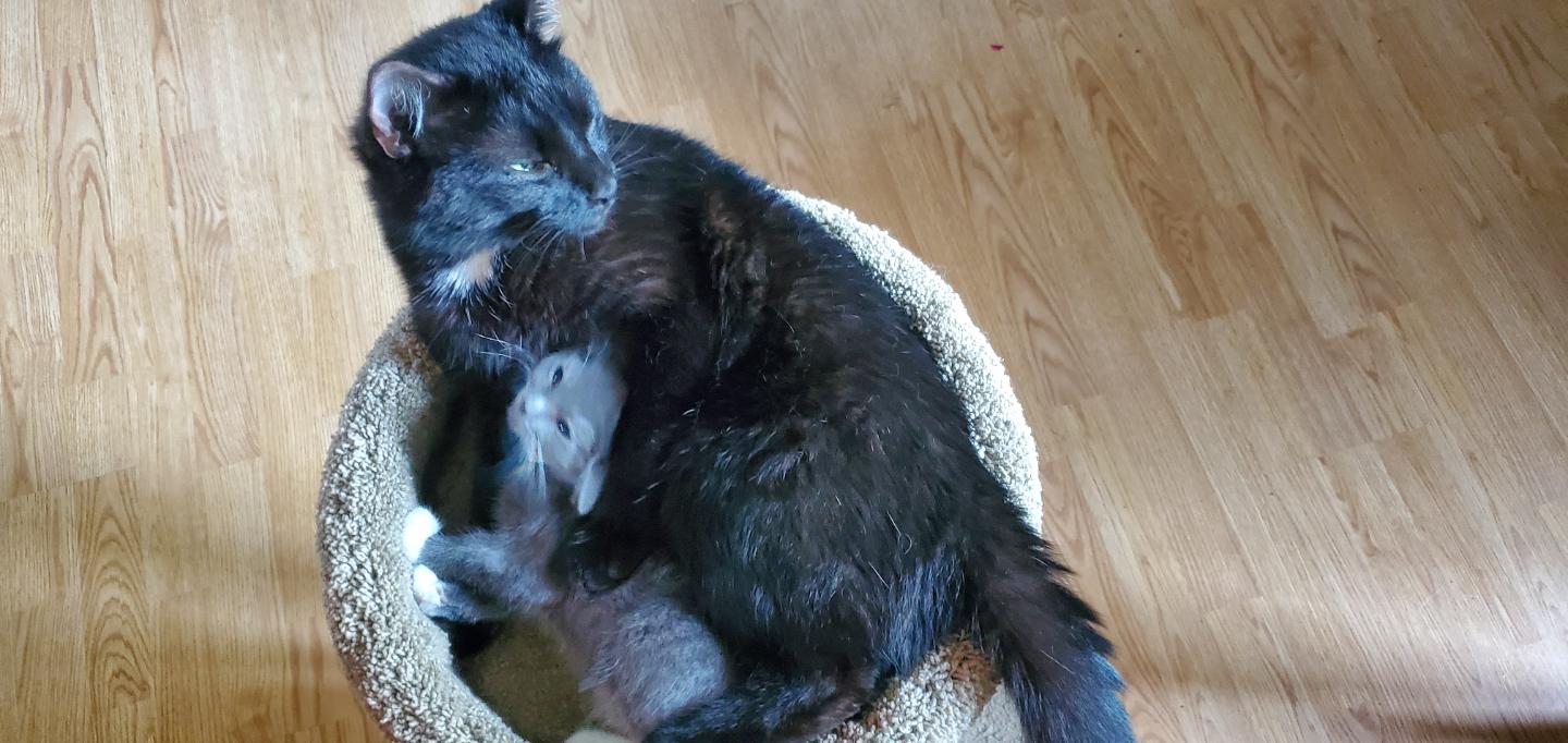 new sista, must protec | Scrolller