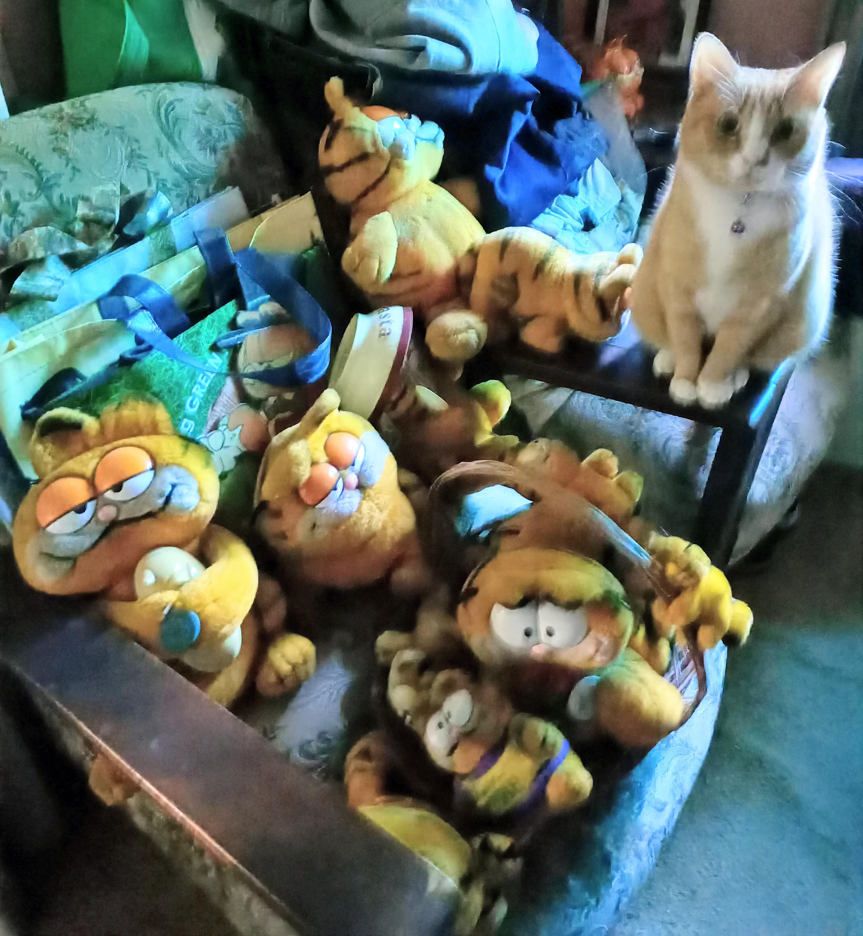 Sansa😺 and friends | Scrolller