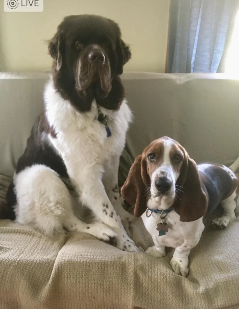 Just finished playing the floor is lava and trying to look innocent | Scrolller