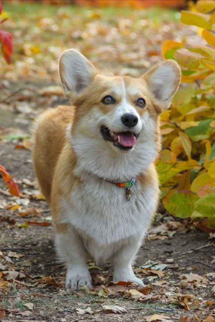 This Cute Pembroke Welsh Corgi 🐶 | Scrolller