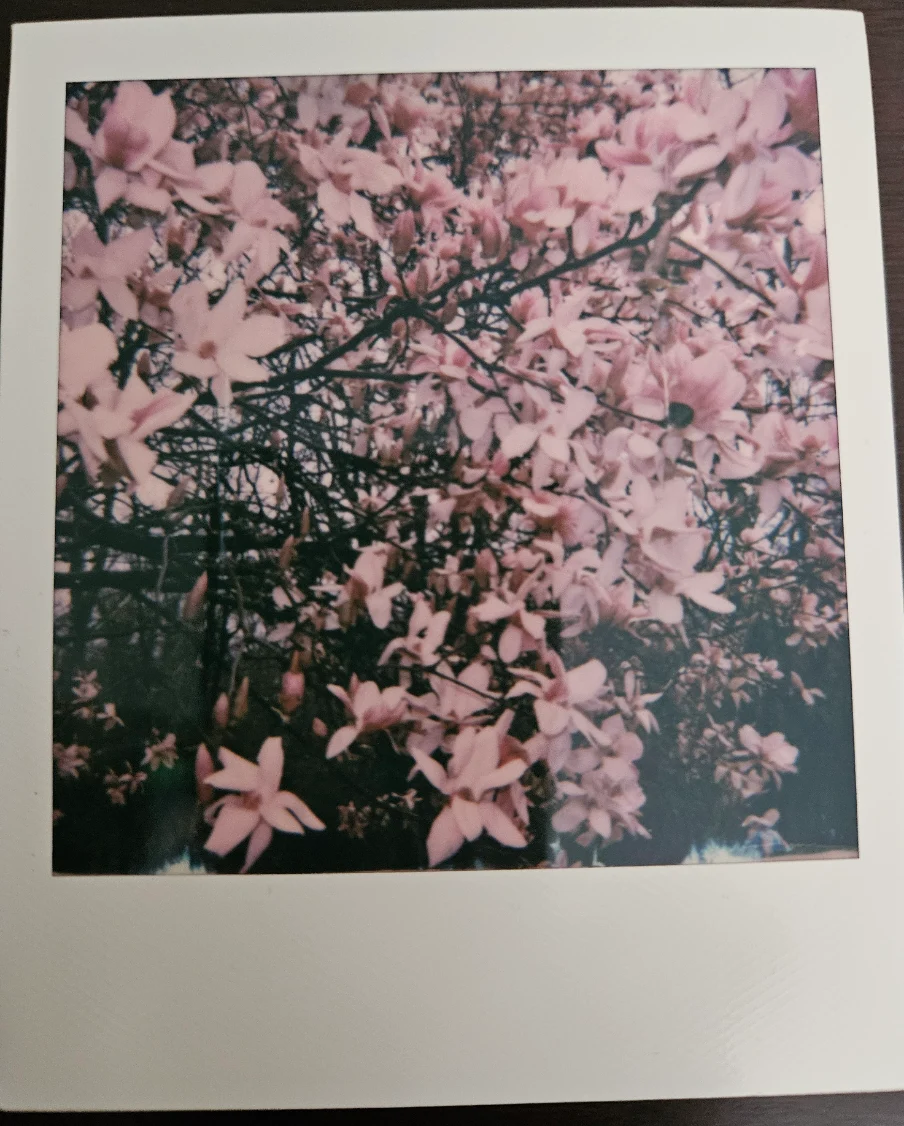 Magnolias in Bloom | Scrolller