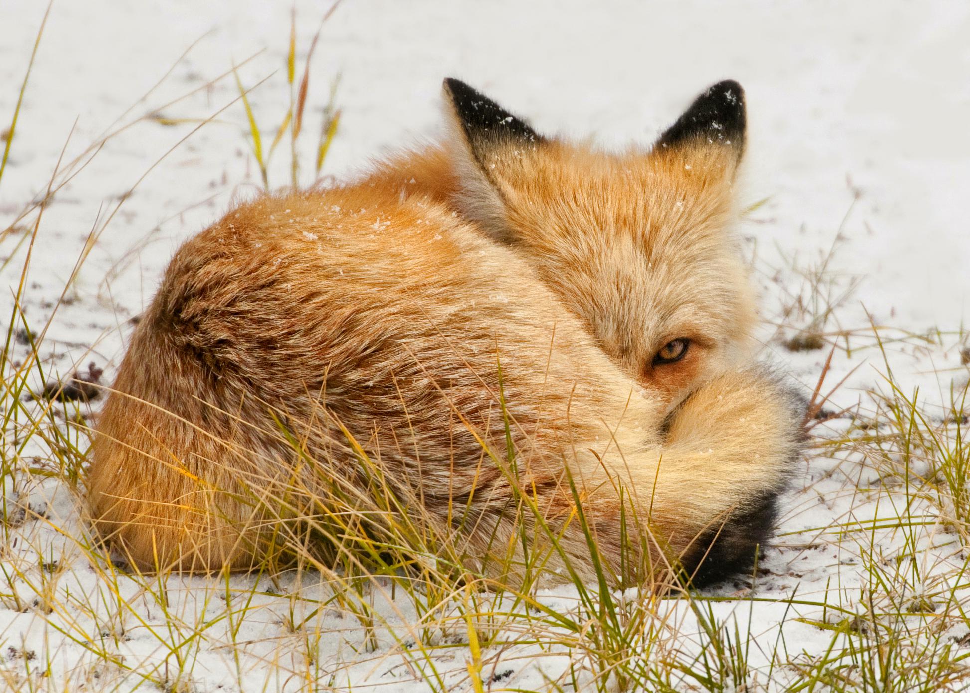 Discover more like Foxes: Red fox and Related Content | Scrolller