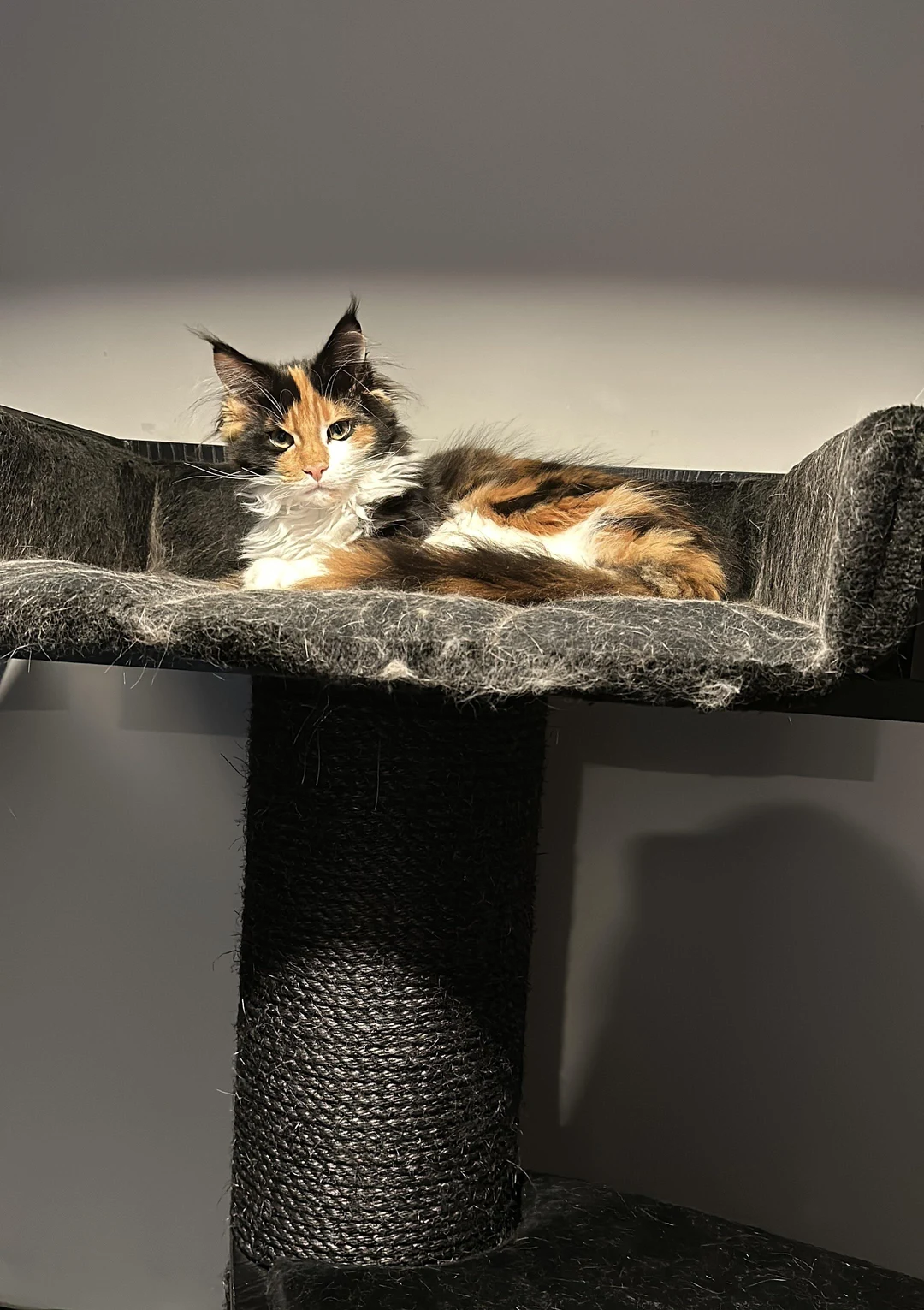 Tooth fairy | Scrolller