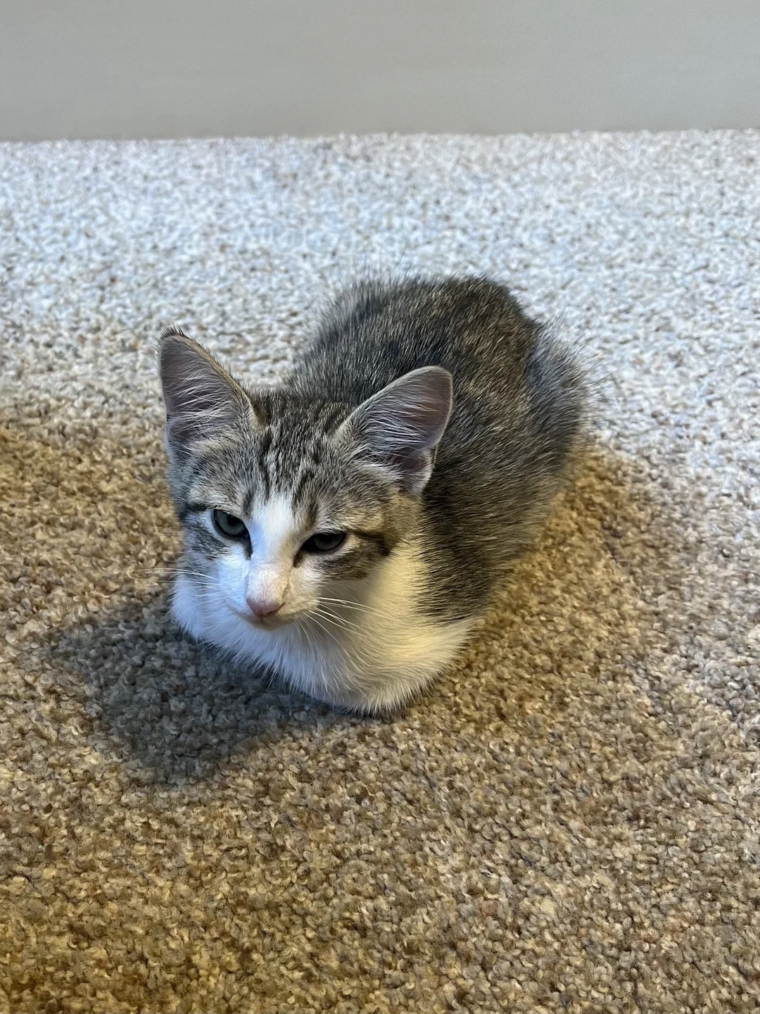 my new little boy finally gave me his first good loaf ️ | Scrolller