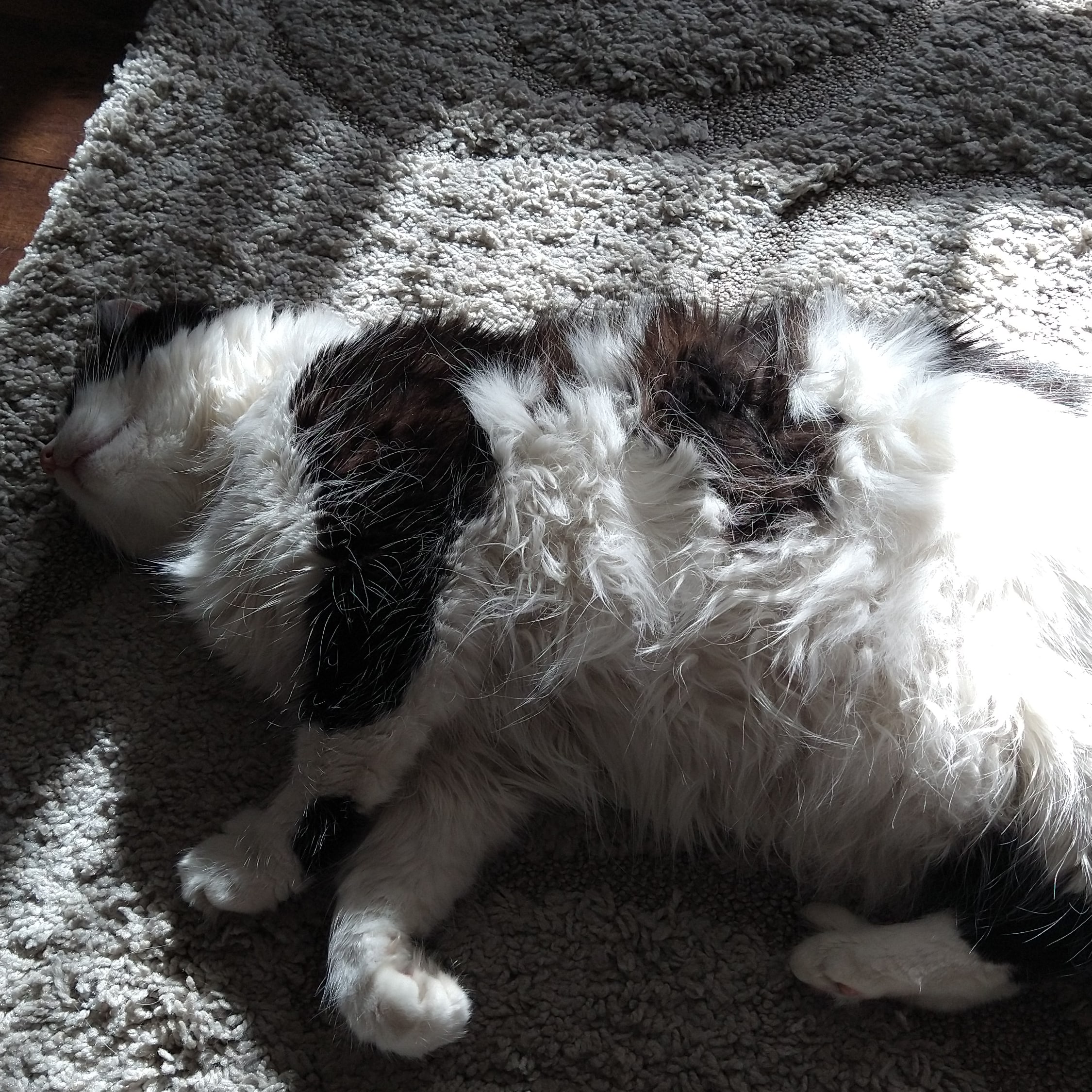 My boy Skunk showing off his sea of floof | Scrolller