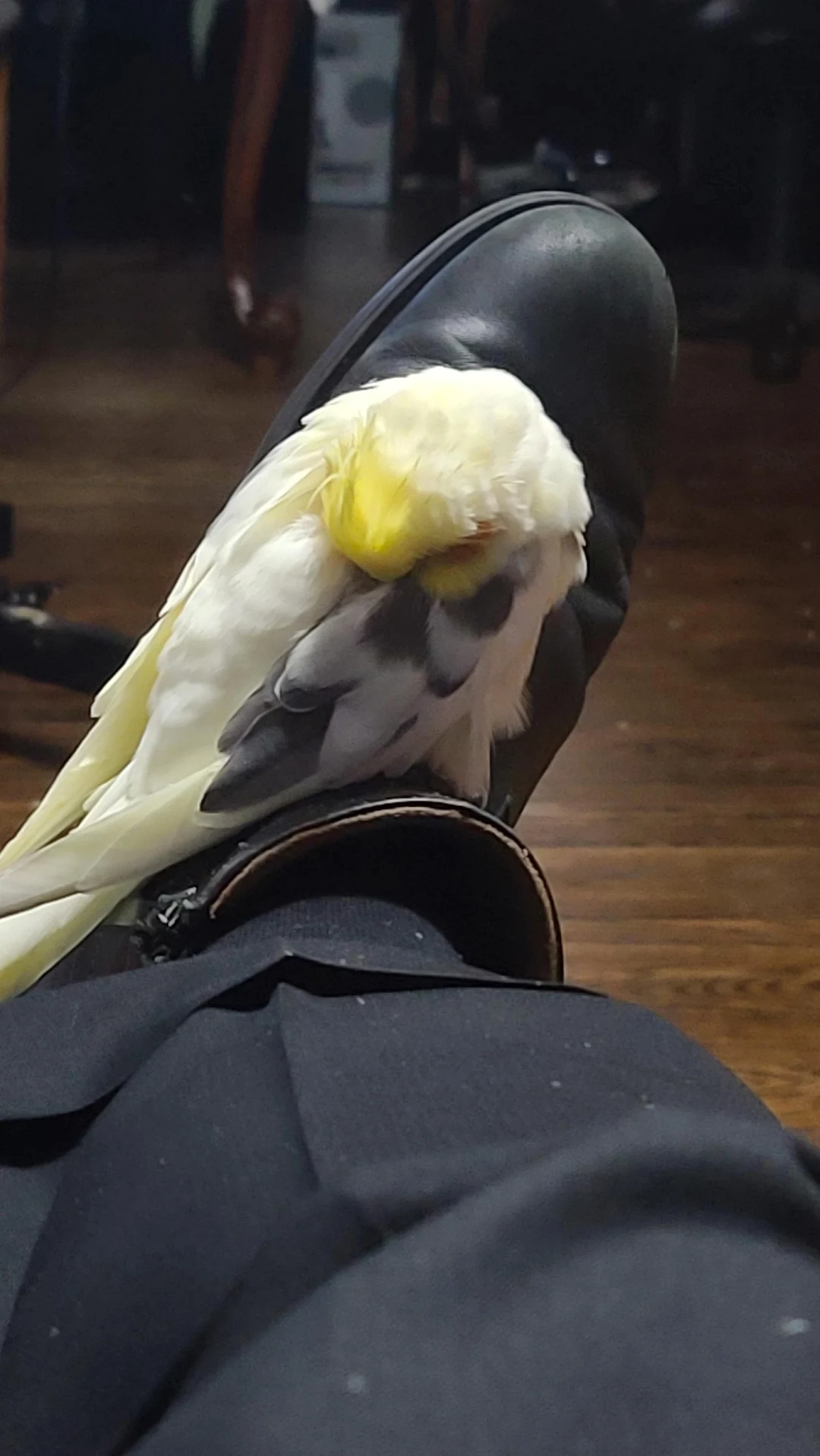 Shhhh....Topaz is very cozy. | Scrolller