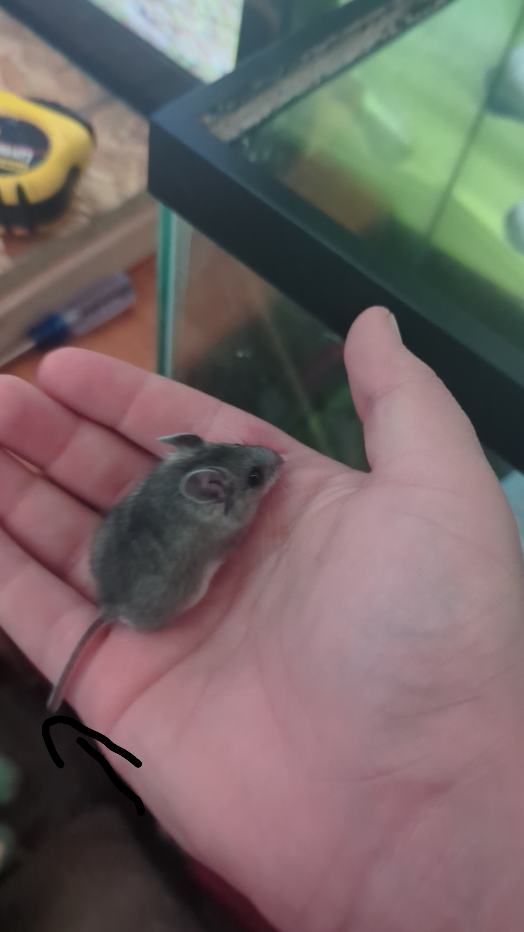 Why is my pet mouse so mad at me? | Scrolller