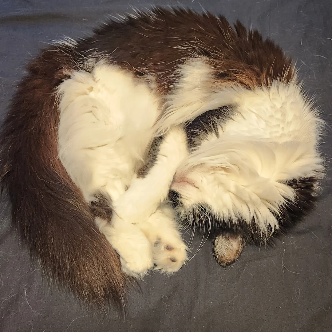 Sleeping in almost a perfect circle. | Scrolller