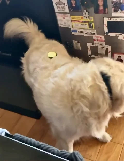 funny doggo | Scrolller