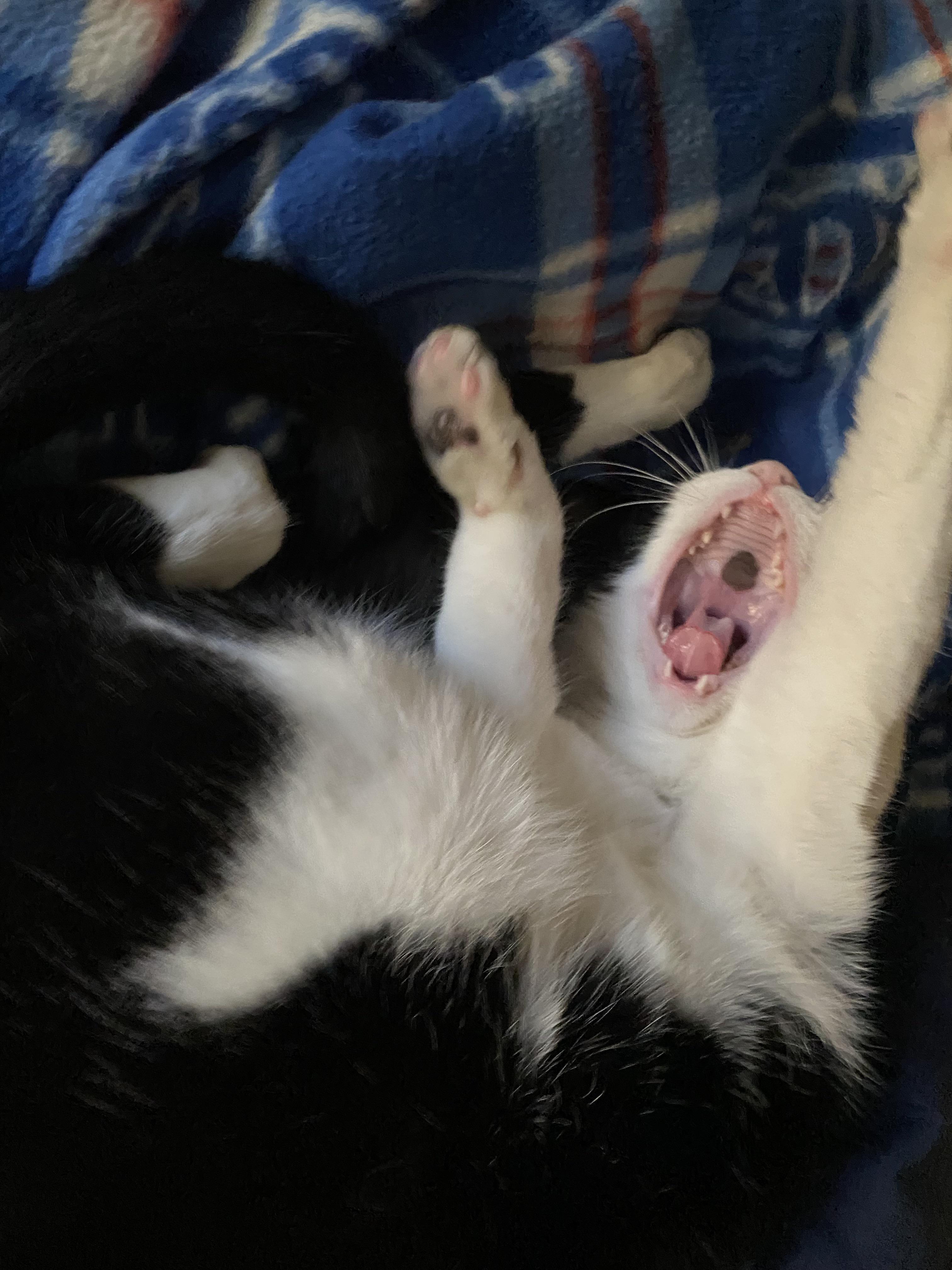 mid yawn | Scrolller