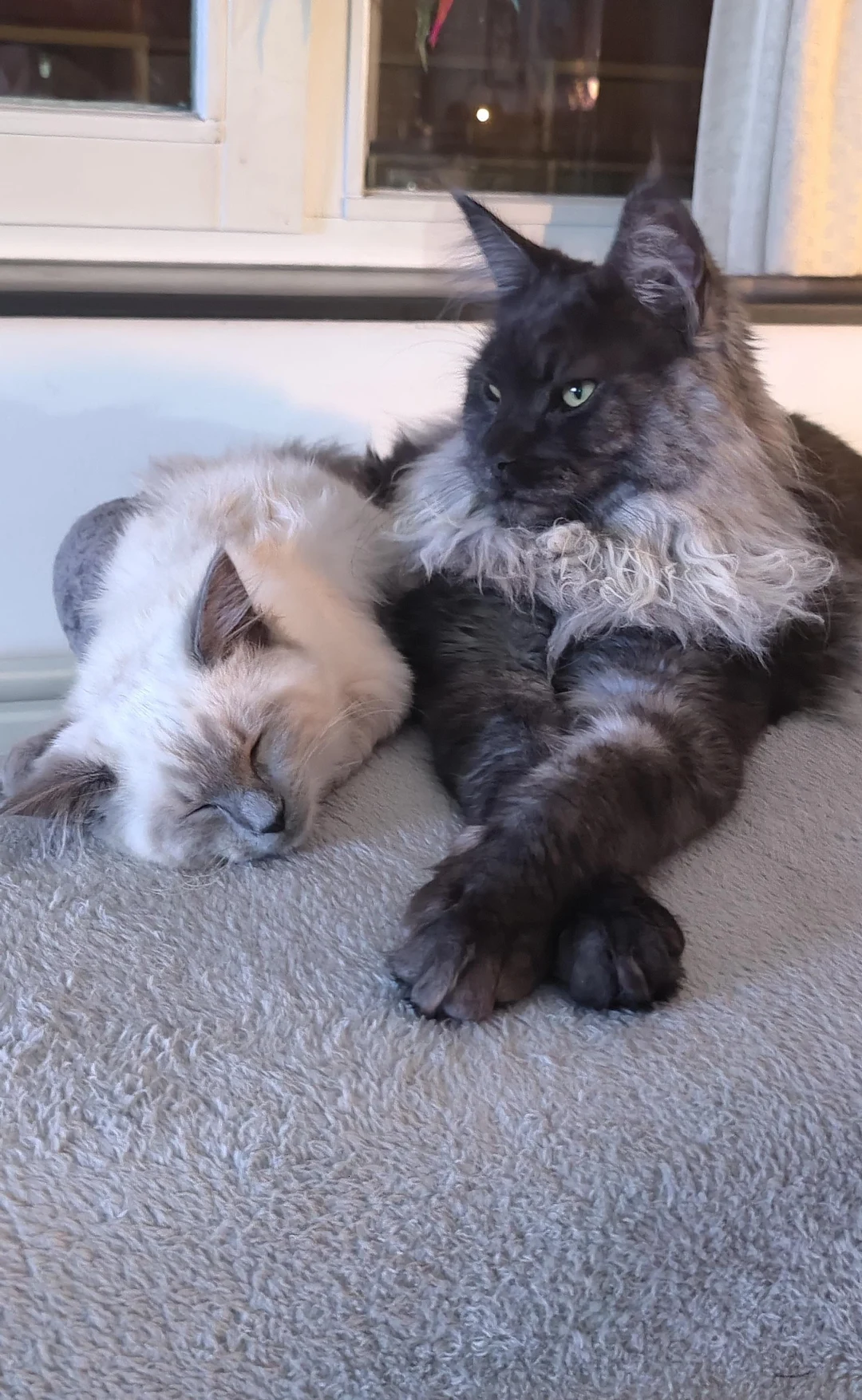 Guarding my Angel 😇 | Scrolller