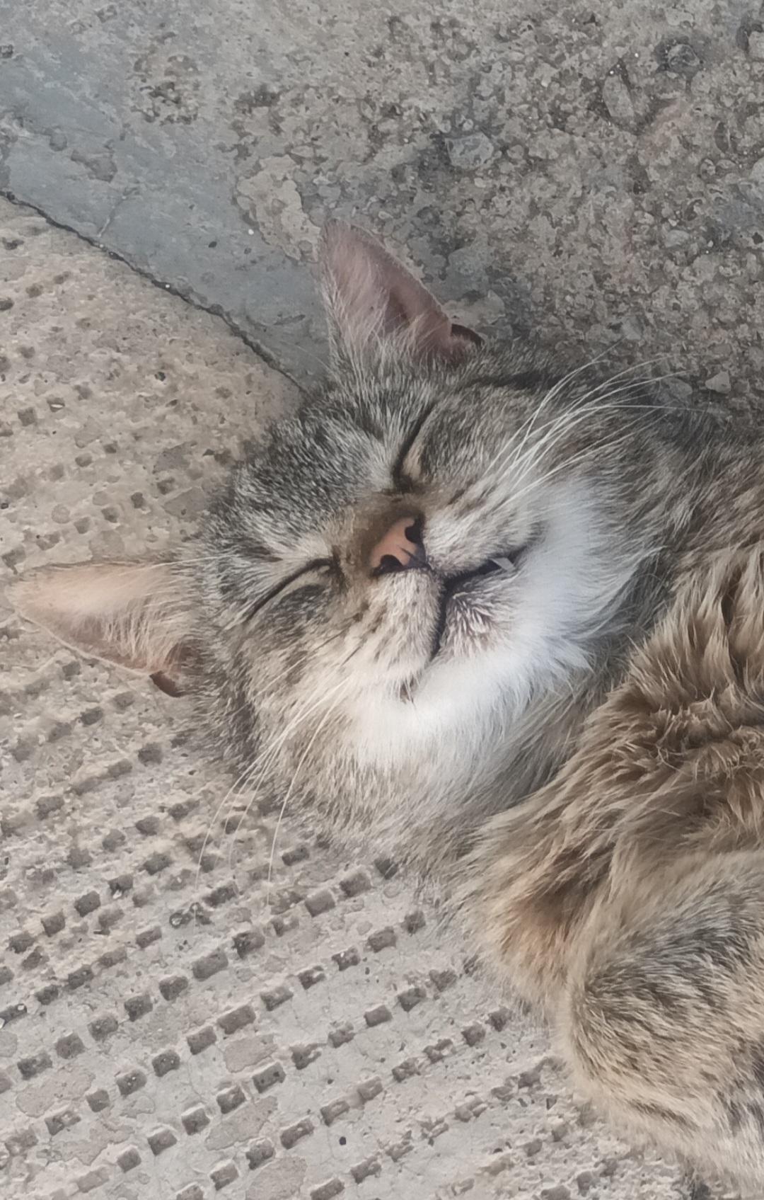 Smiling cat | Scrolller