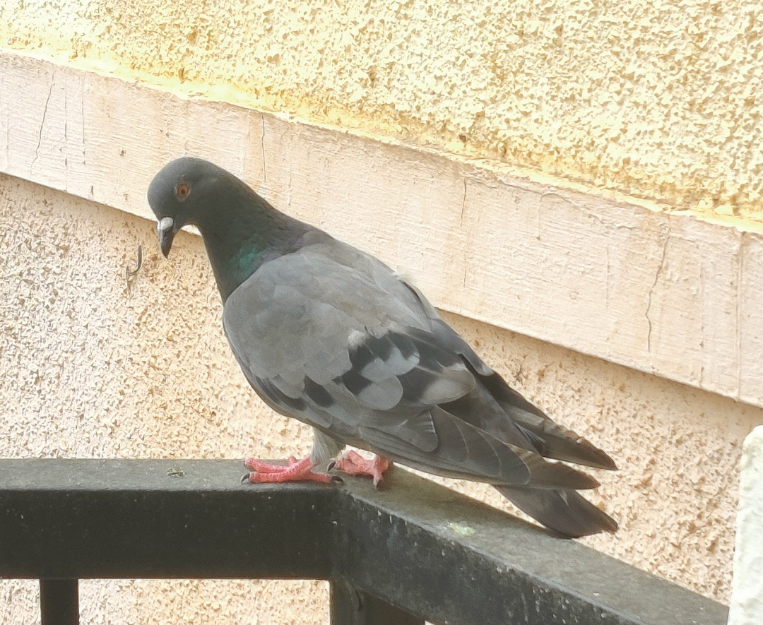 This is Stanley. Stanley comes everyday for water and music. [OC] | Scrolller