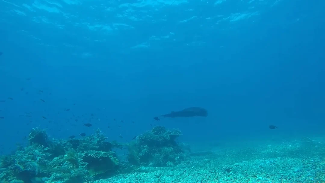Scuba Diving with Manta Ray, Komodo National Park, Indonesia | Scrolller