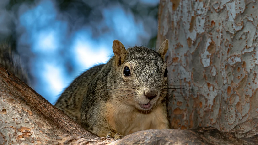 Squirrel, emerging from the shadows | Scrolller
