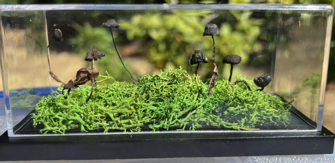 A display of various Psilocybe species | Scrolller