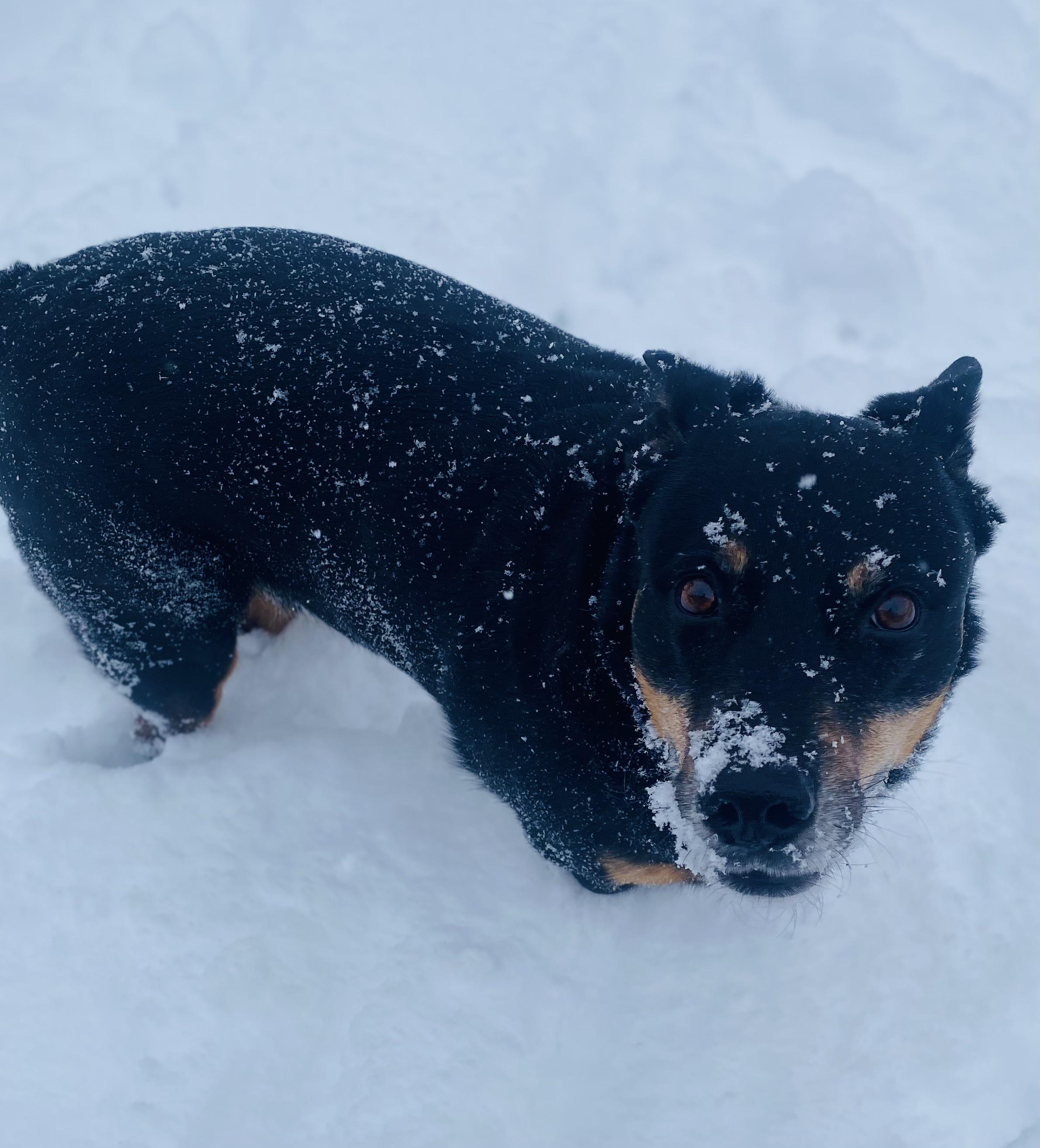 Snow Day! | Scrolller