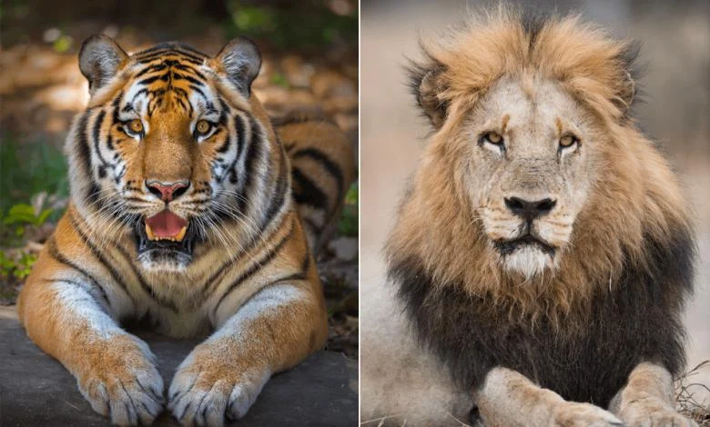 Who is the strongest? | Scrolller