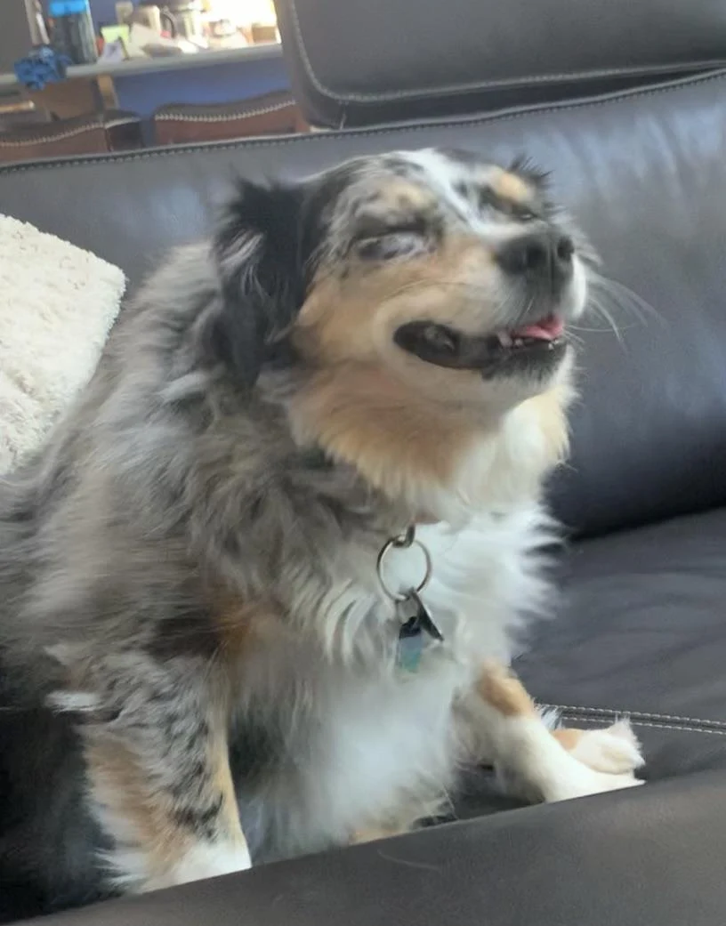 Caught mid-sneeze | Scrolller