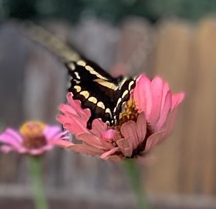 Butterfly Flutter Fly | Scrolller