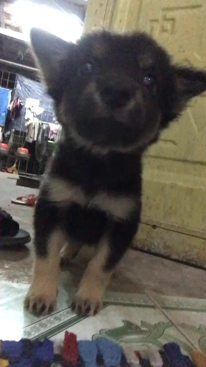 Dog Breed | Scrolller