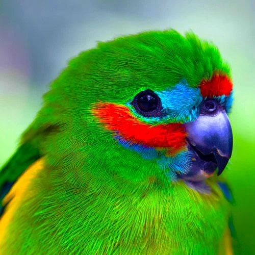 Public Party Parrot | Scrolller