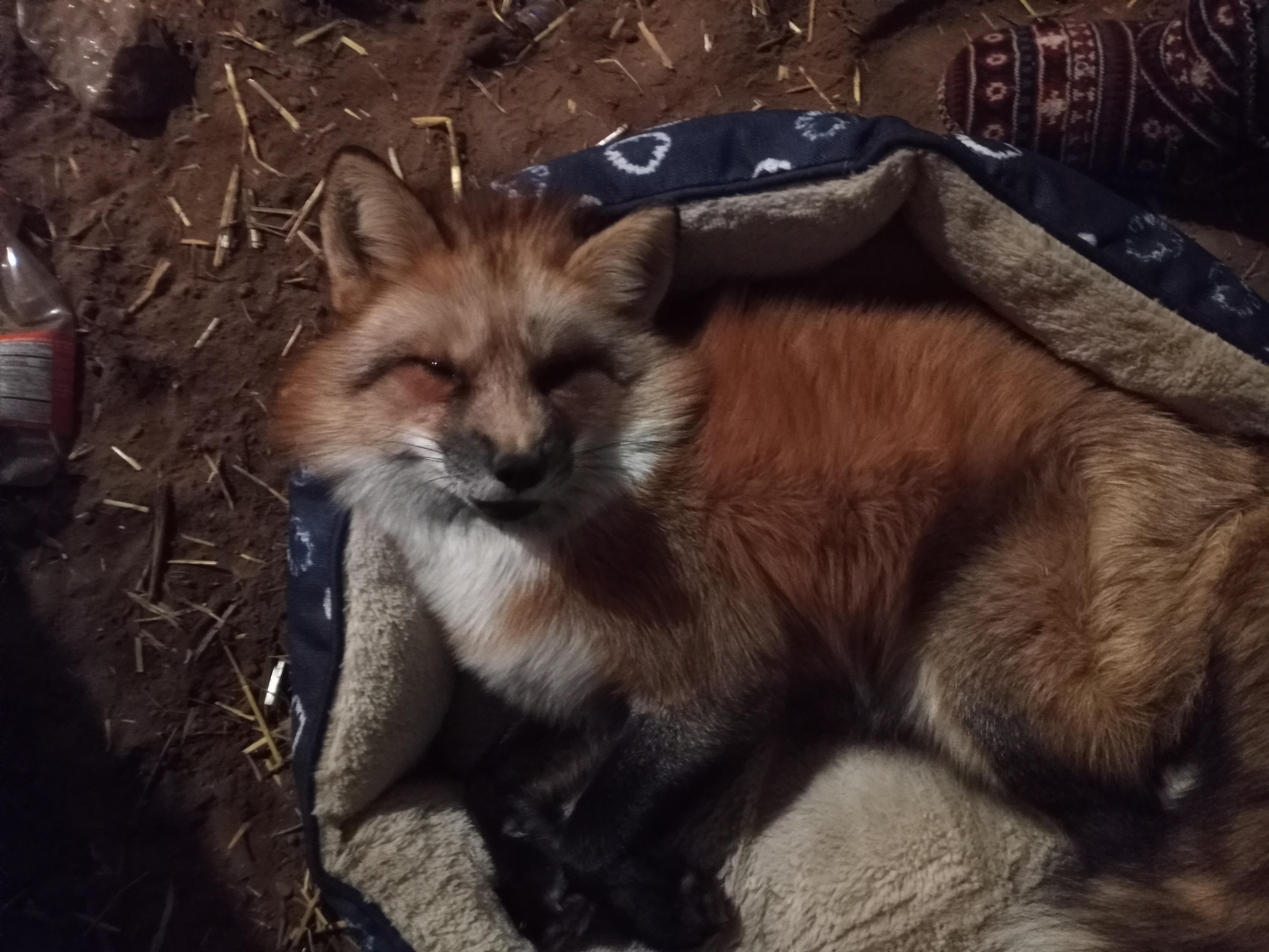 Felix pt 2: The Fluffening | Scrolller