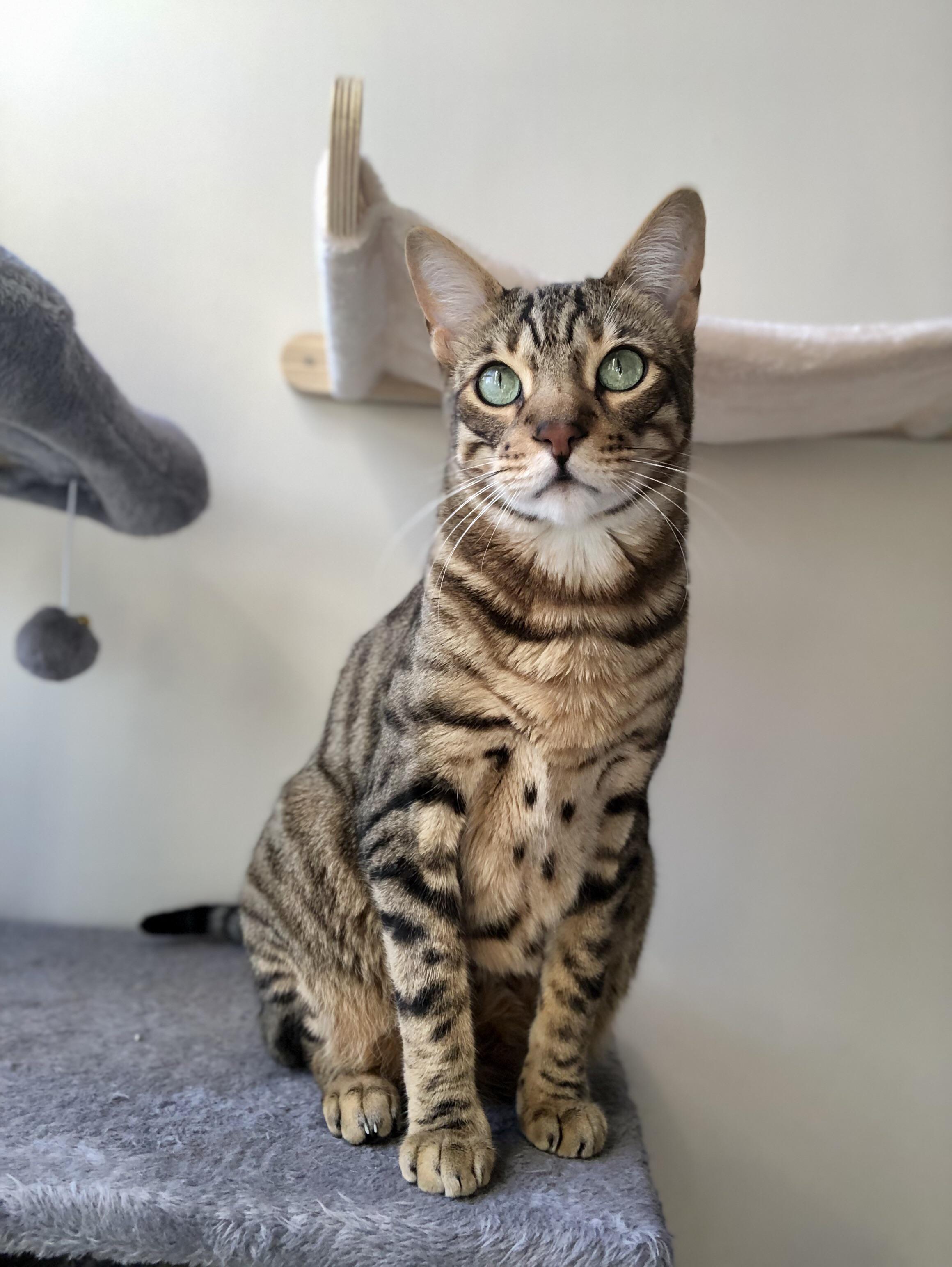 Atticus 😻💚 | Scrolller