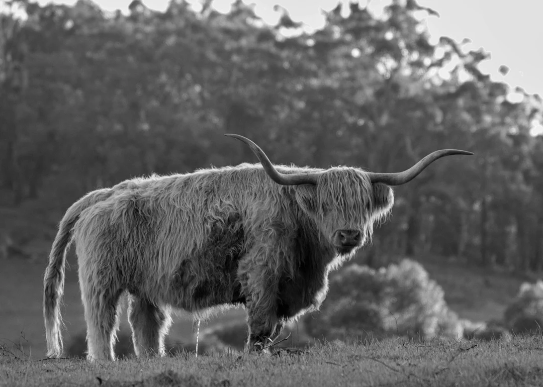 Highland bull? | Scrolller