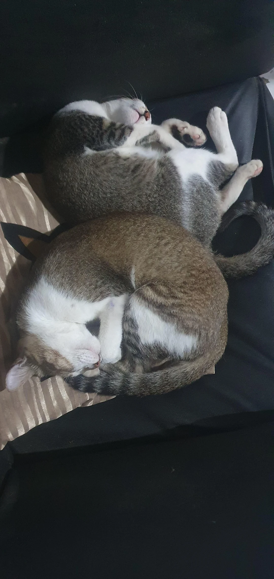 Sleeping | Scrolller