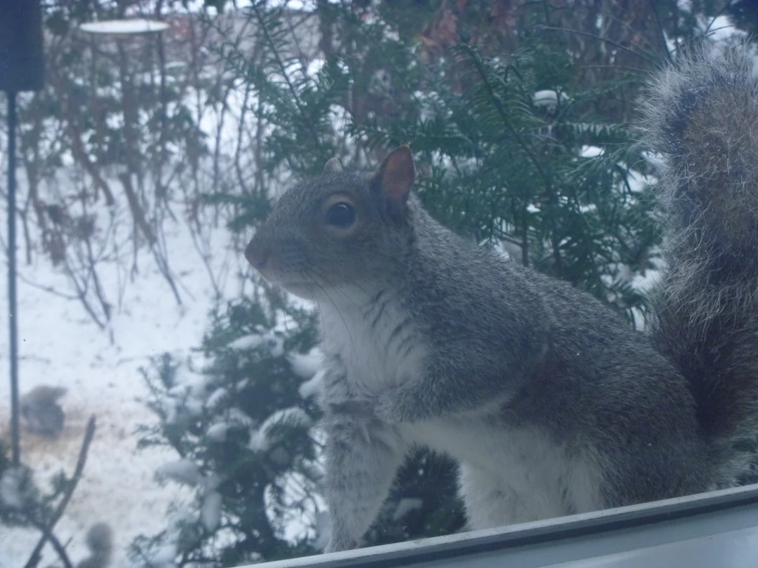 Christmas Day Squirrel! | Scrolller