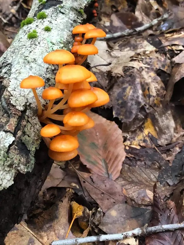 My favorite find while hiking the nature trail at Indian Acres camp ground in VA [OC] | Scrolller