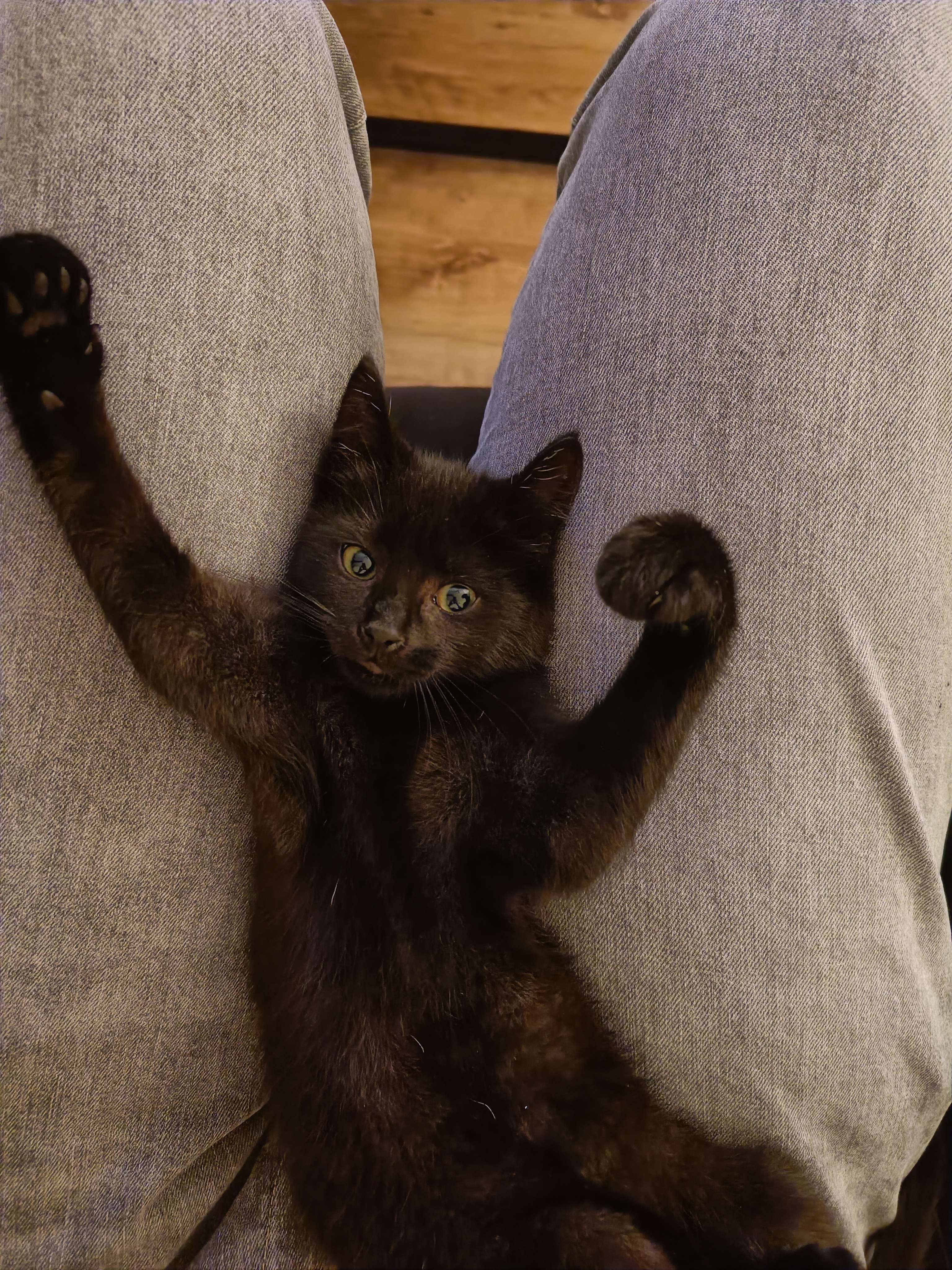 Meet Nebula! | Scrolller