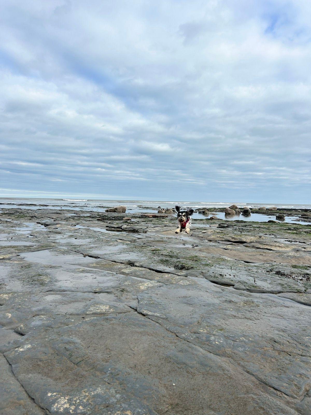 Super Pup | Scrolller