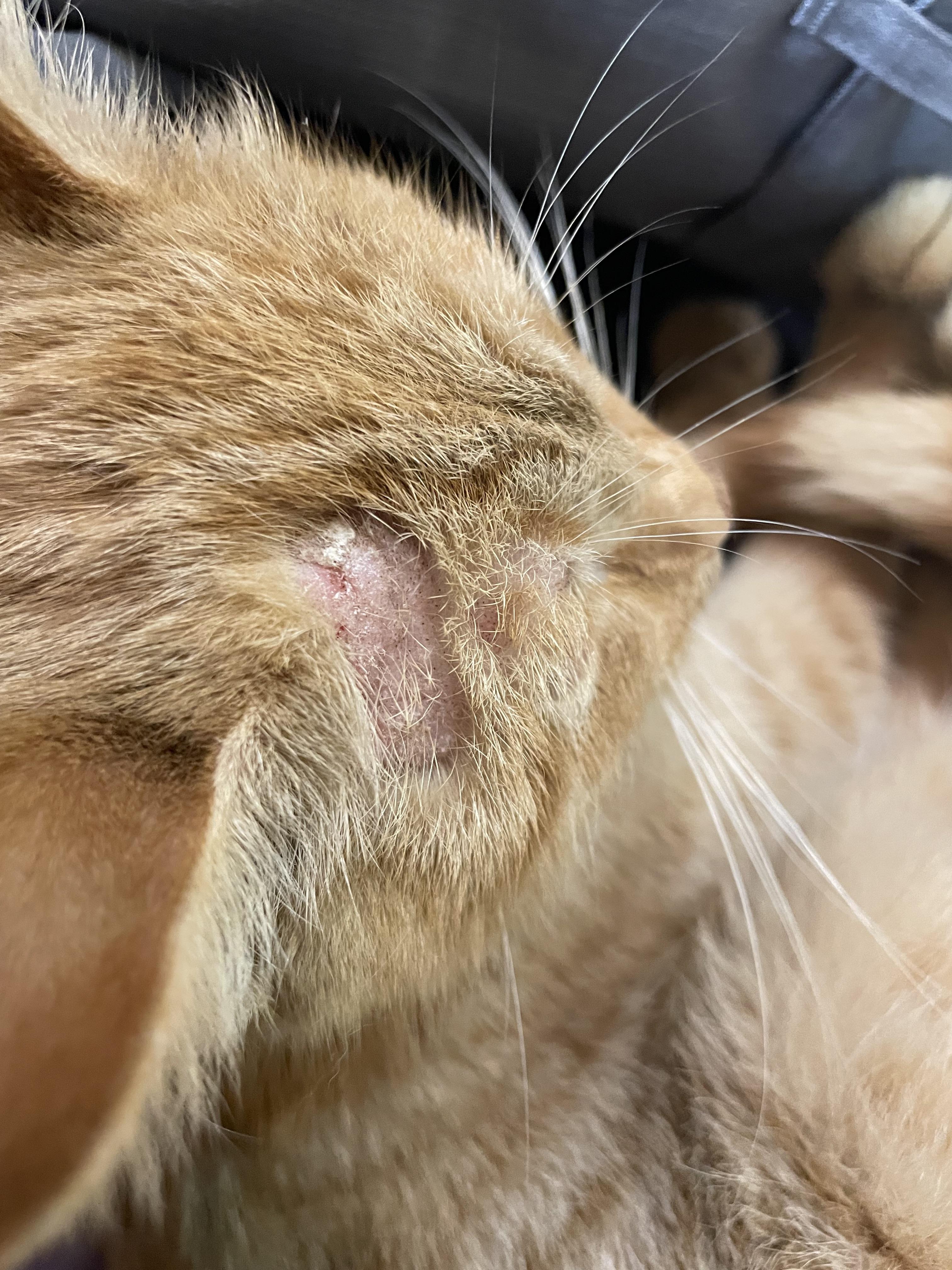 Does anyone know what kind of Disease this is? | Scrolller