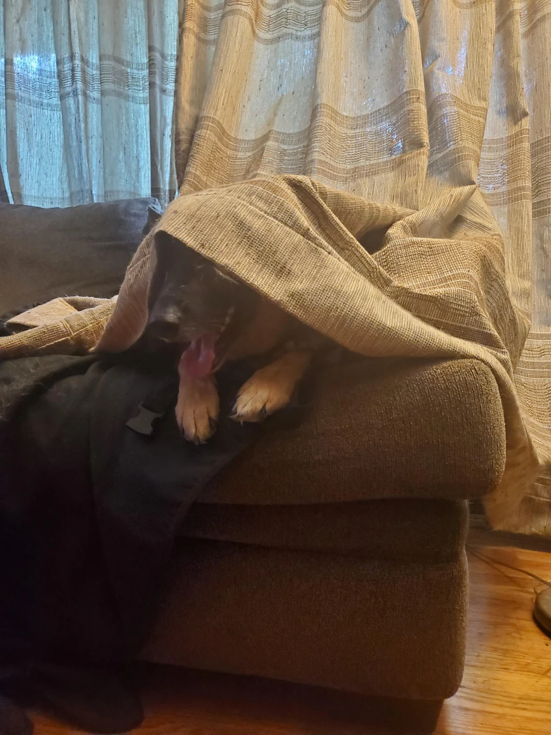 my Shepard doing the derp | Scrolller