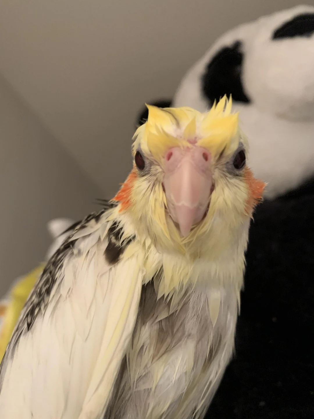 Angry birb | Scrolller