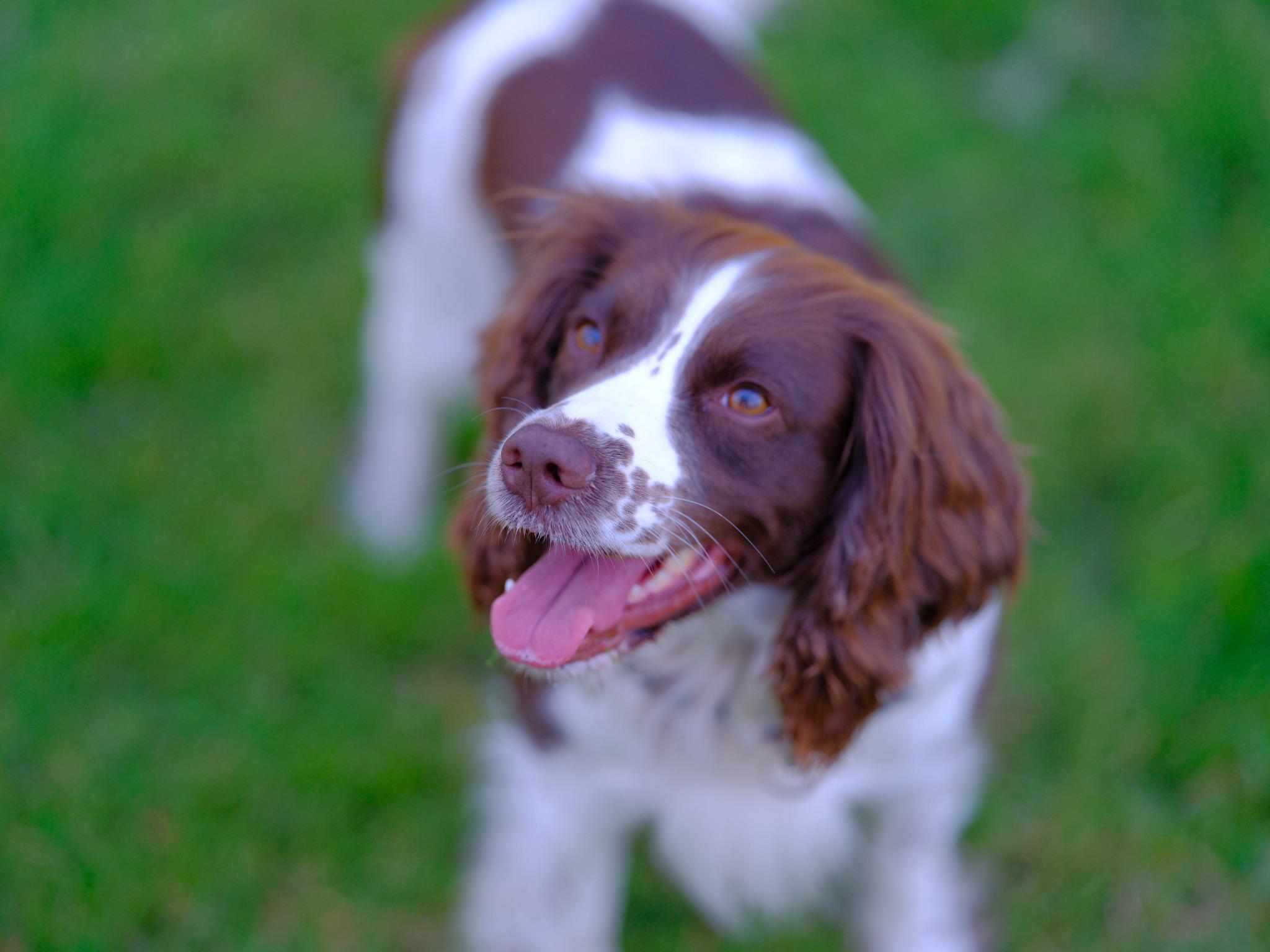 Springer girl ️🐾 ️ | Scrolller