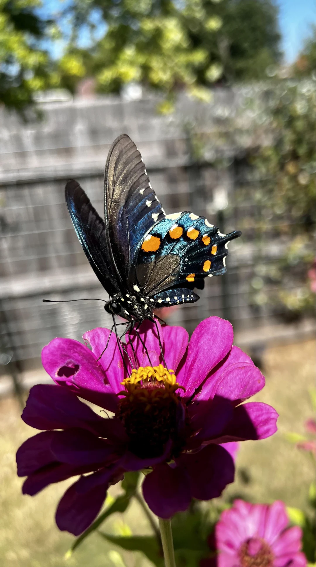 Blue swallowtail on iPhone 13 Pro Max. | Scrolller