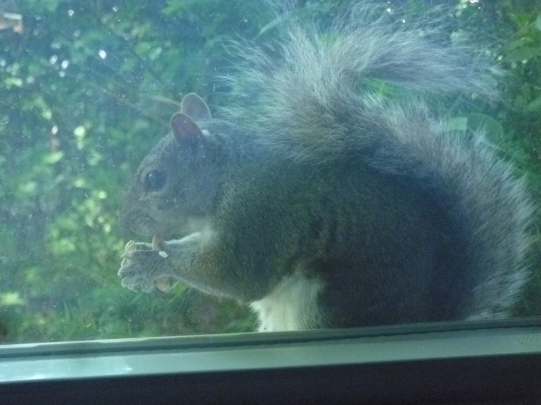 September Squirrel!! | Scrolller