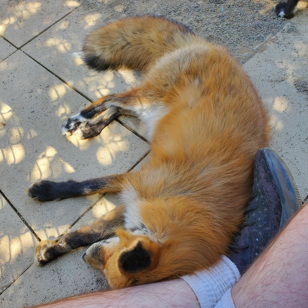 Cuddles [OC] | Scrolller