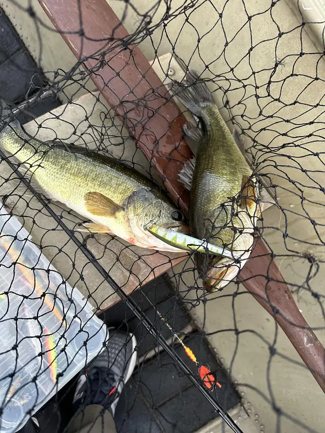 Double Header | Scrolller