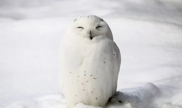 White snowy owl | Scrolller