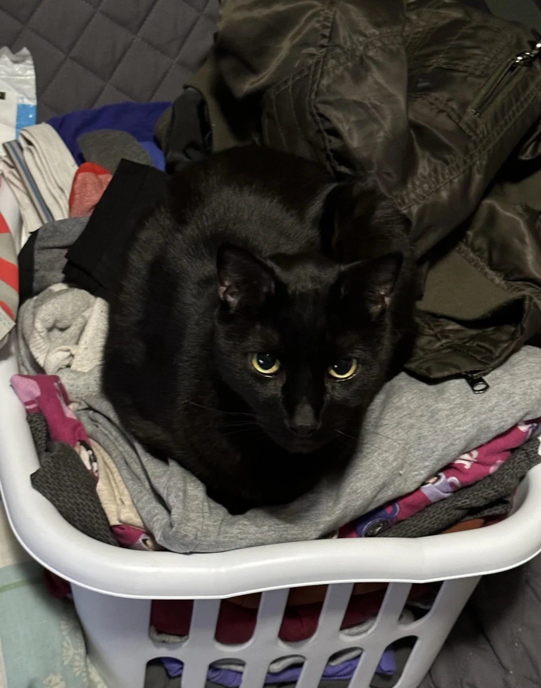 Everyone meet Pepper | Scrolller