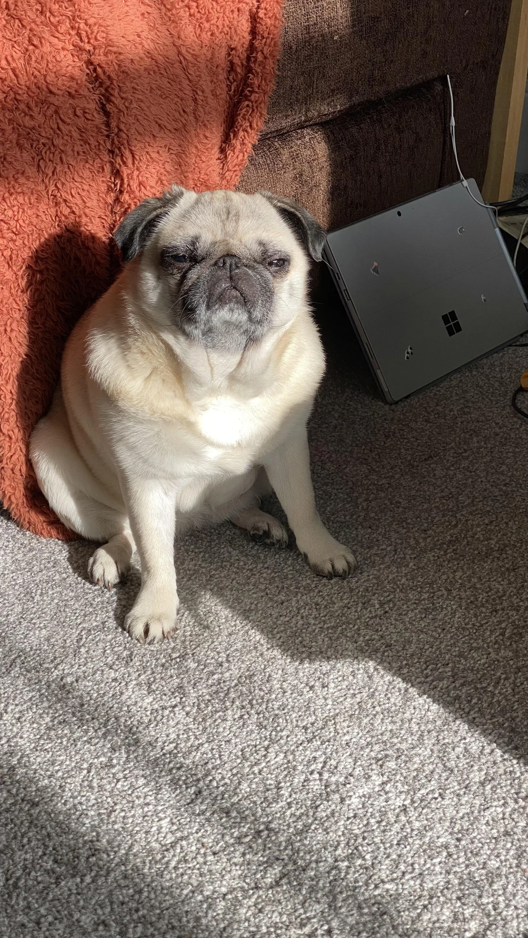 Spring pug | Scrolller