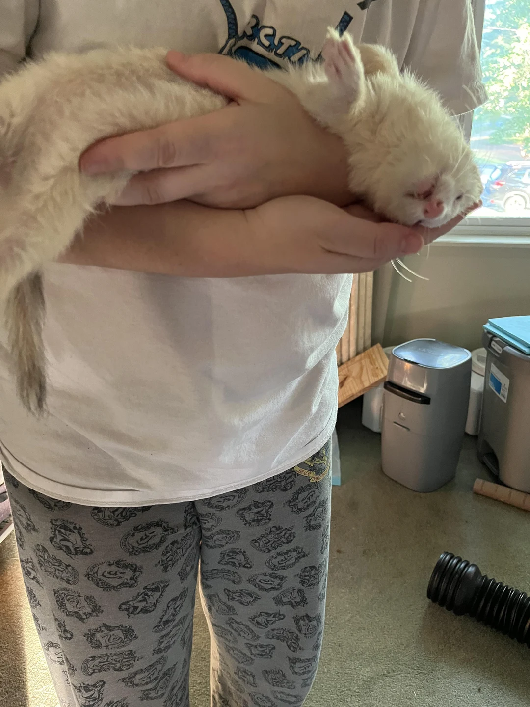 First experience with floppy ferret. | Scrolller