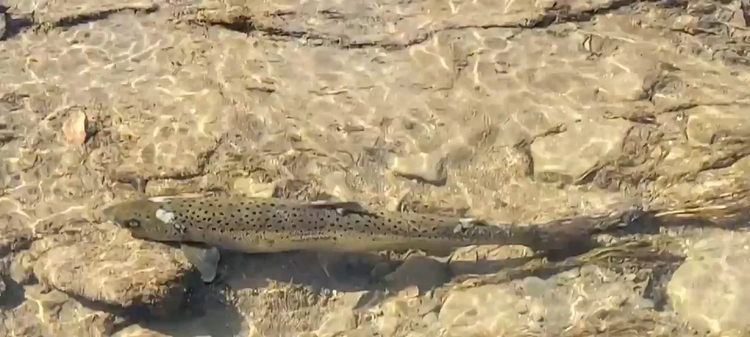 Need ID on this freshwater fish. | Scrolller